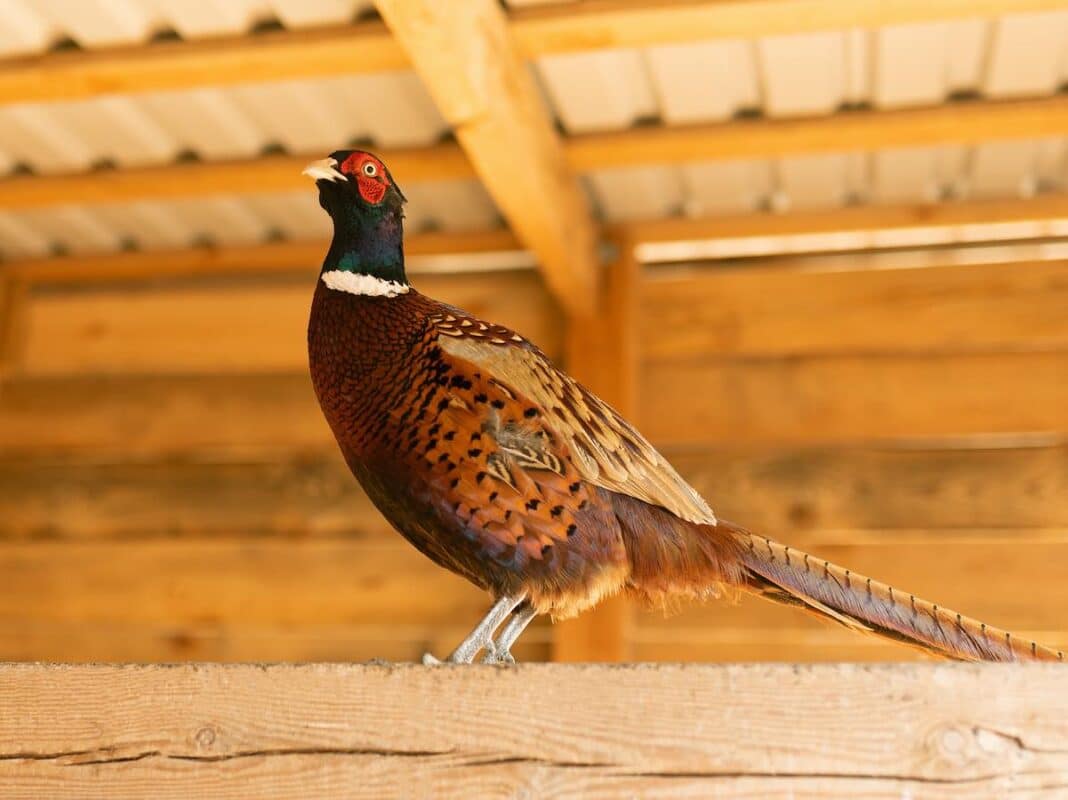 Miljøstyrelsen: Øjeblikkeligt stop for indfangning af fasaner - Mit ...