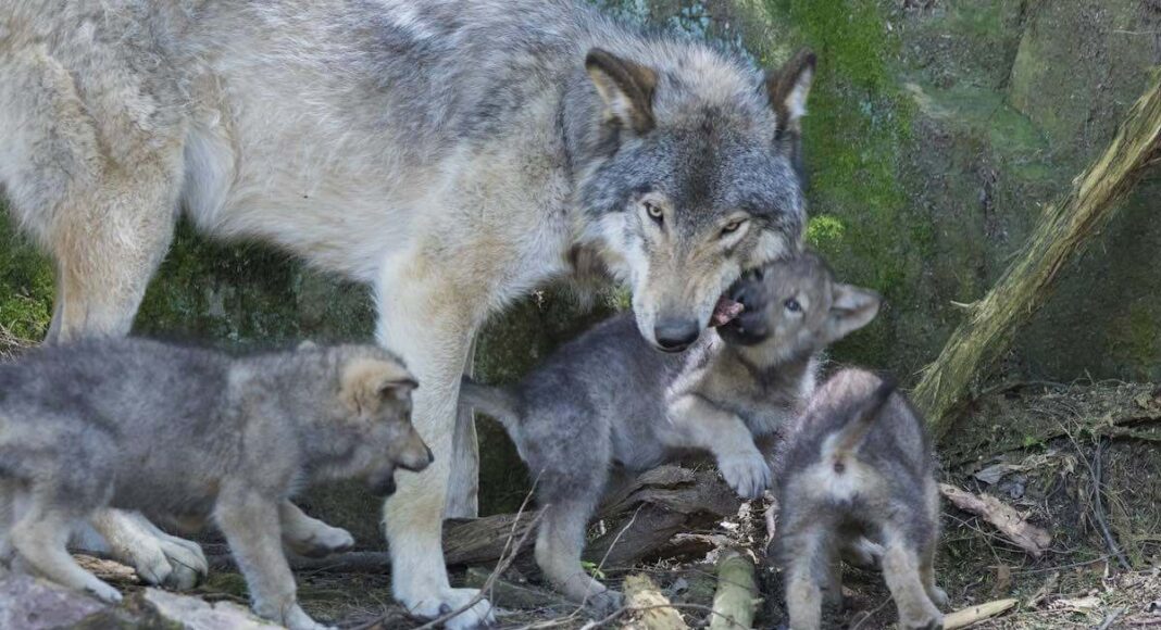 Endnu en ulvehvalp dukket op i Klelund plantage - Mit Jagtblad