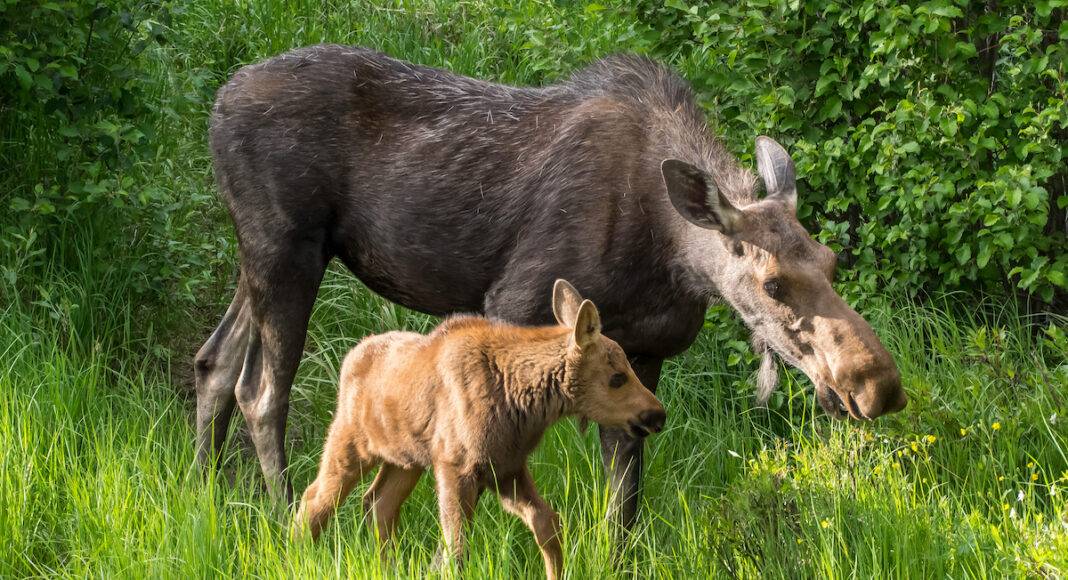 Dansk vildsvinejæger skød elg ved uheld – kalven måtte aflives - Mit ...
